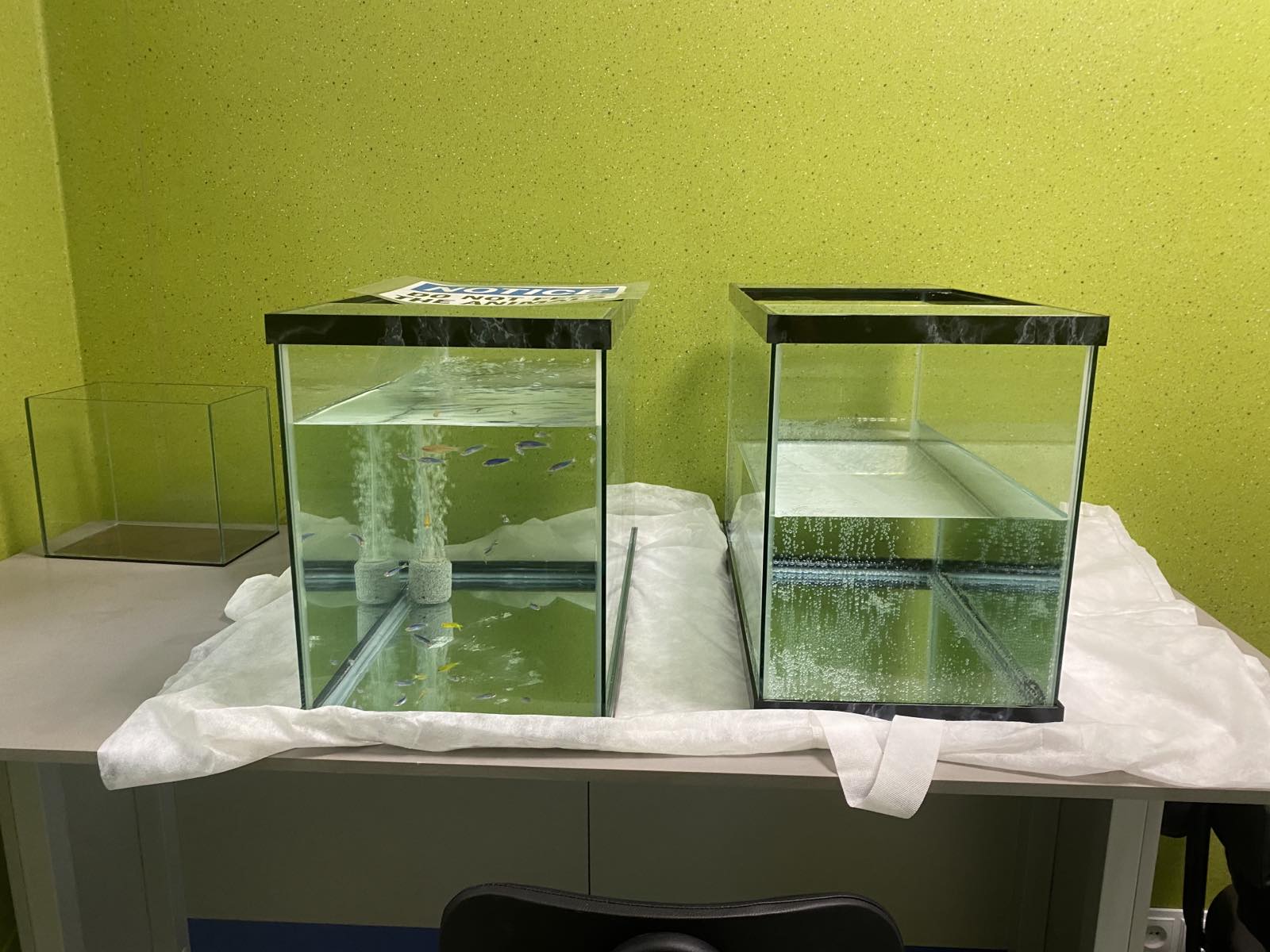 For the first time in Armenia, a Zebrafish Laboratory was launched at ...